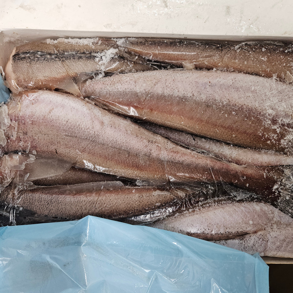 WHITING FISH, HAKE FISH (PANLA TUTU) – SAMIRE AFRICAN STORE