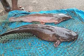 BIG CATFISH WITH SKIN/ 2 PIECES – SAMIRE AFRICAN STORE